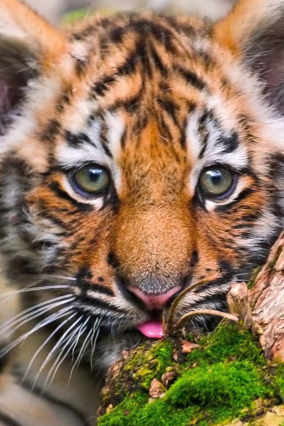 Future Footprints Pictures | Rotten Tomatoes