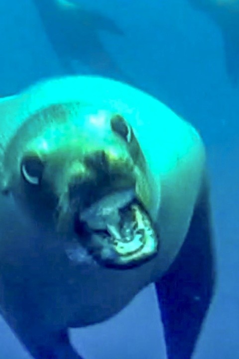 Nature Strikes Back Pictures | Rotten Tomatoes