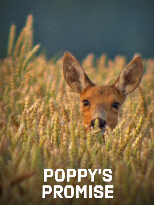 Poppy's Promise Pictures | Rotten Tomatoes