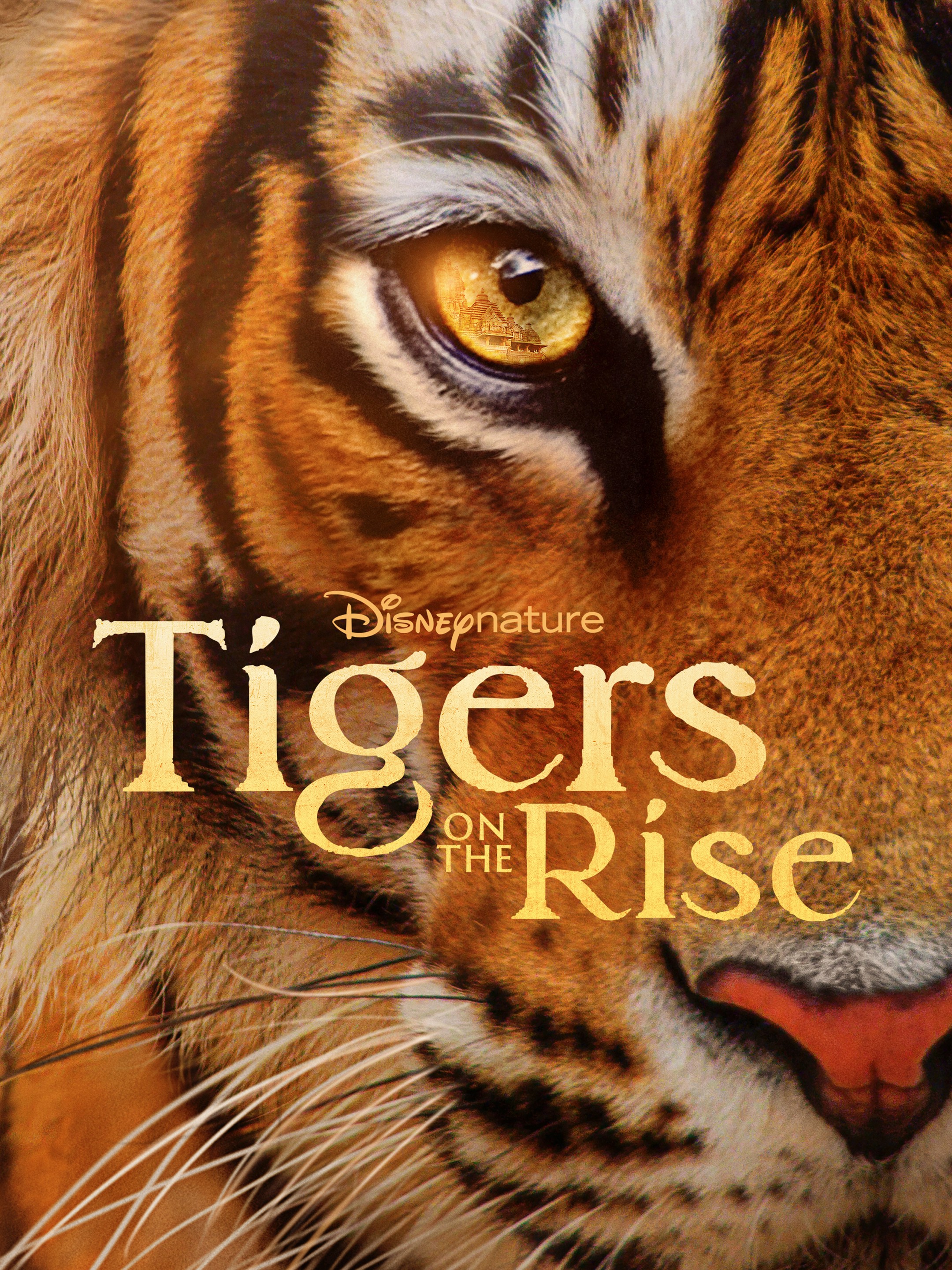 Tigers on the Rise Pictures | Rotten Tomatoes