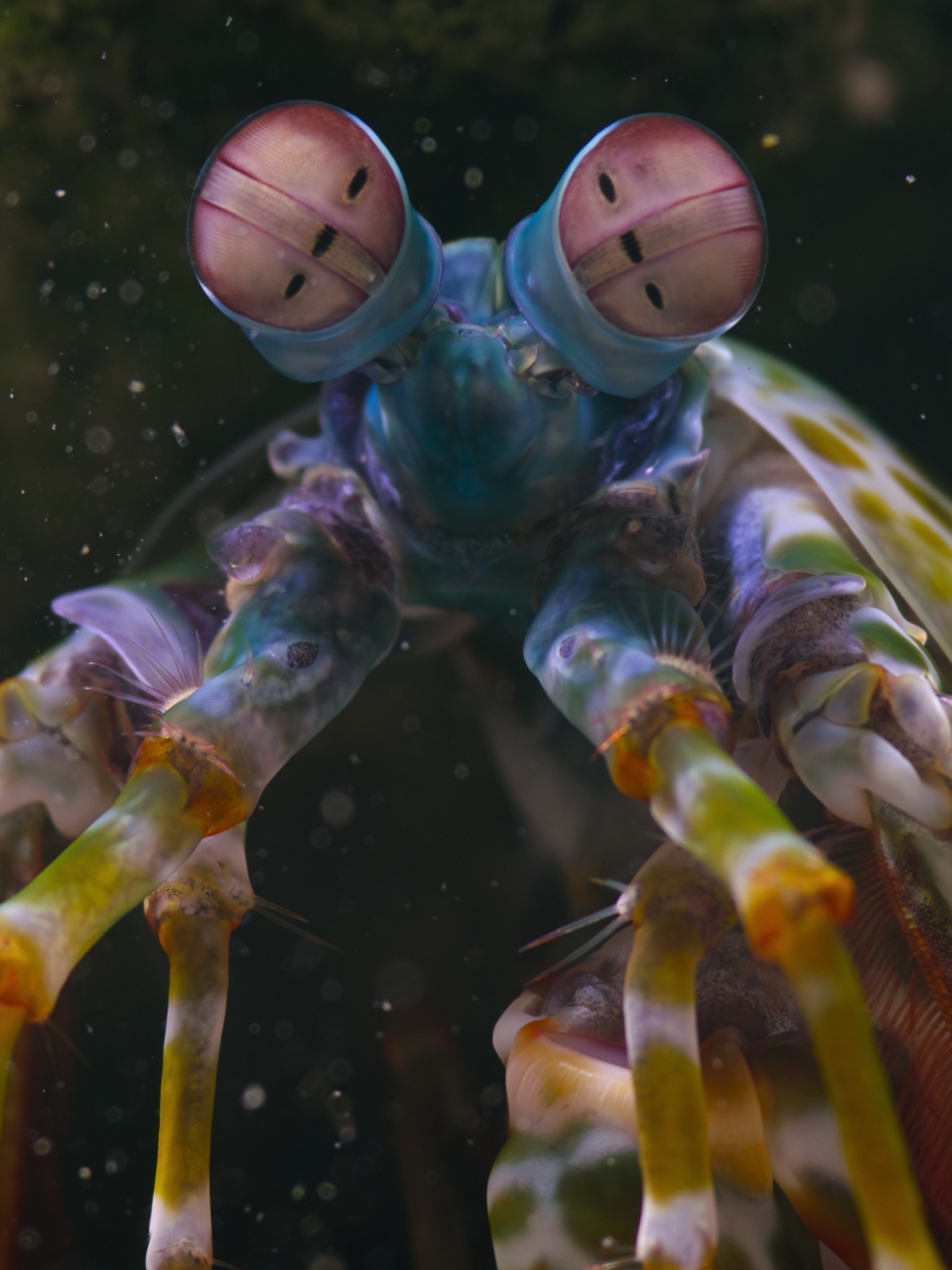 Nature's Amazing Network Pictures | Rotten Tomatoes