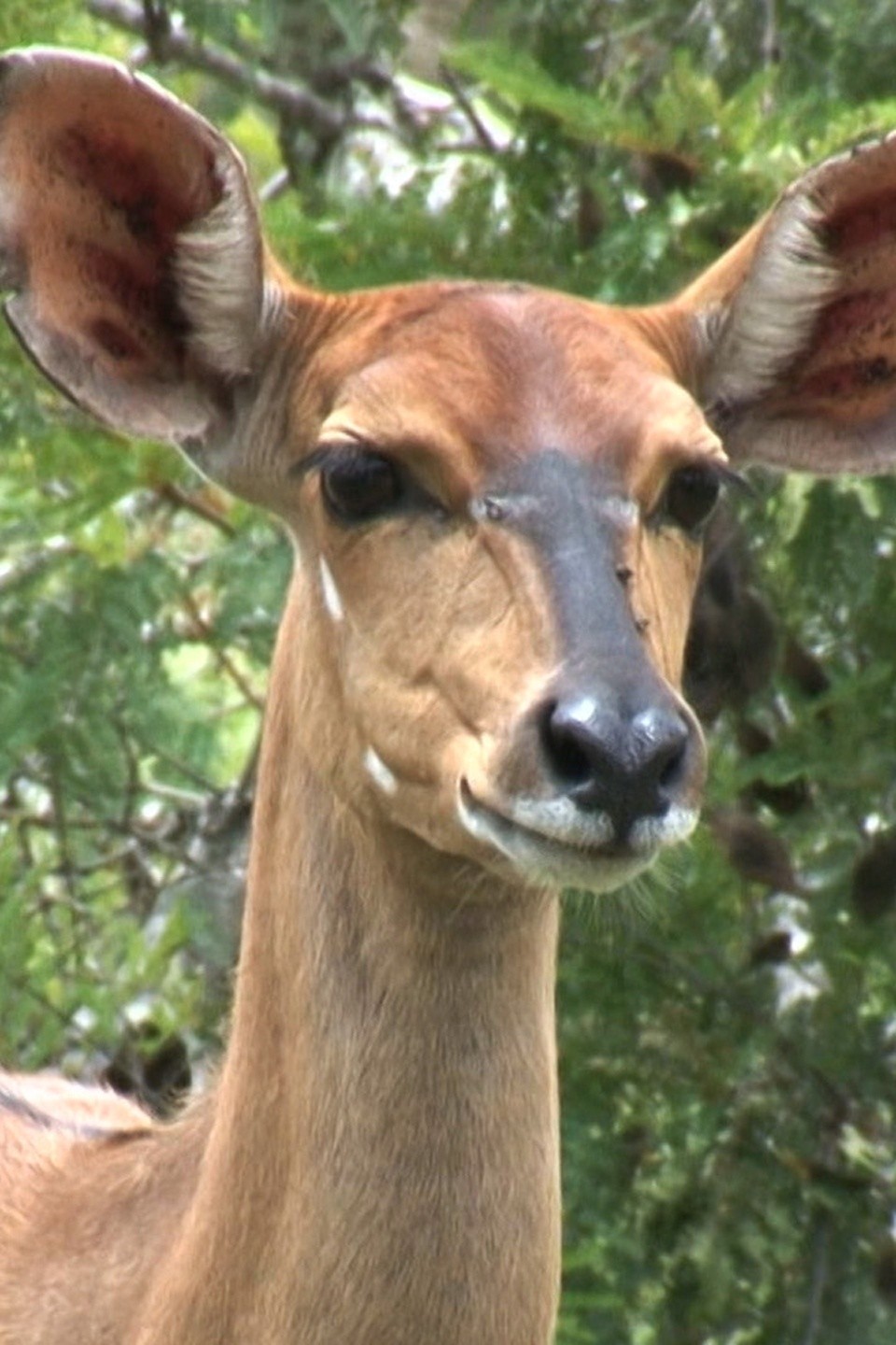 Hunter vs. Hunted Pictures | Rotten Tomatoes