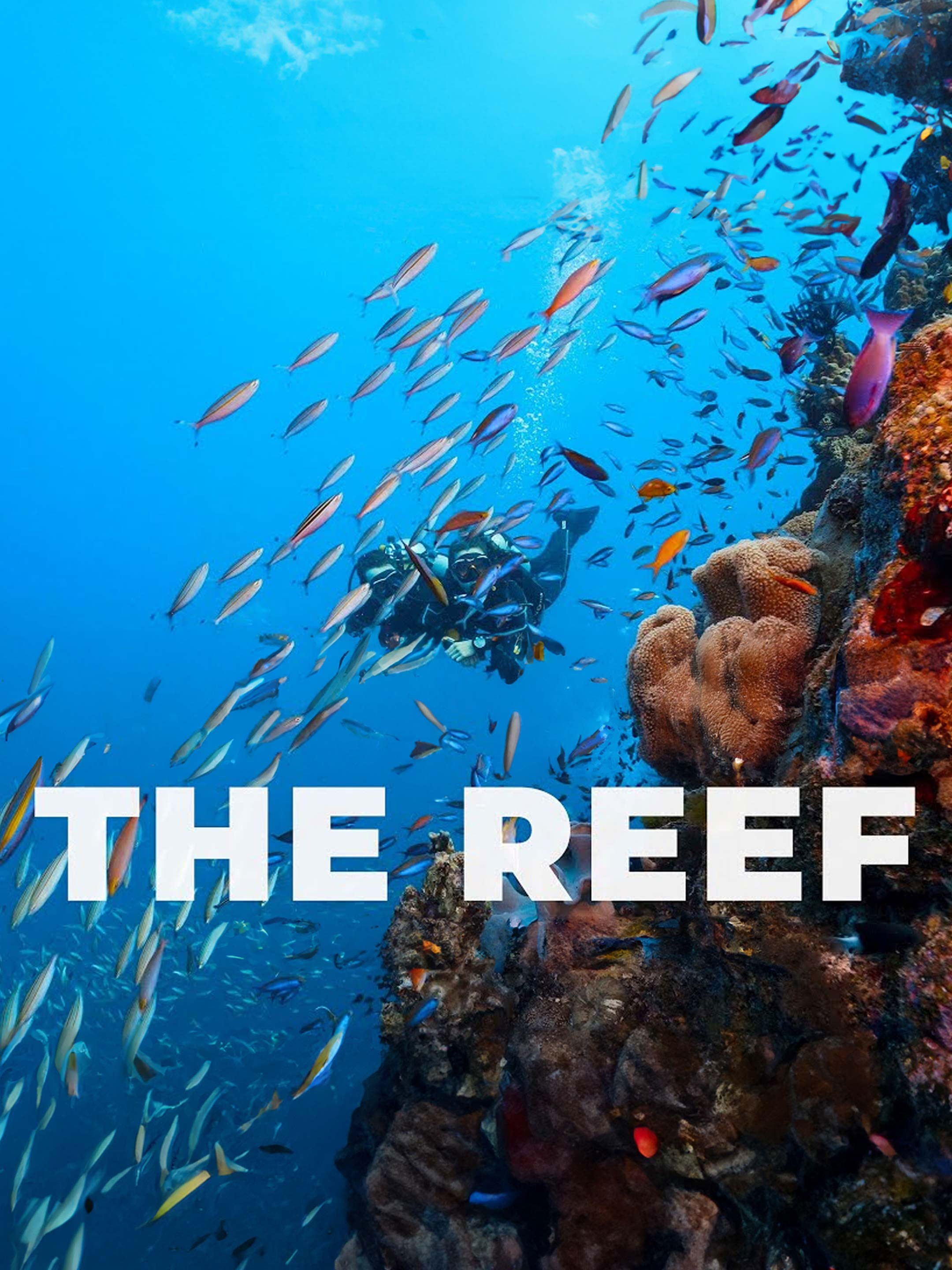 The Reef Pictures | Rotten Tomatoes