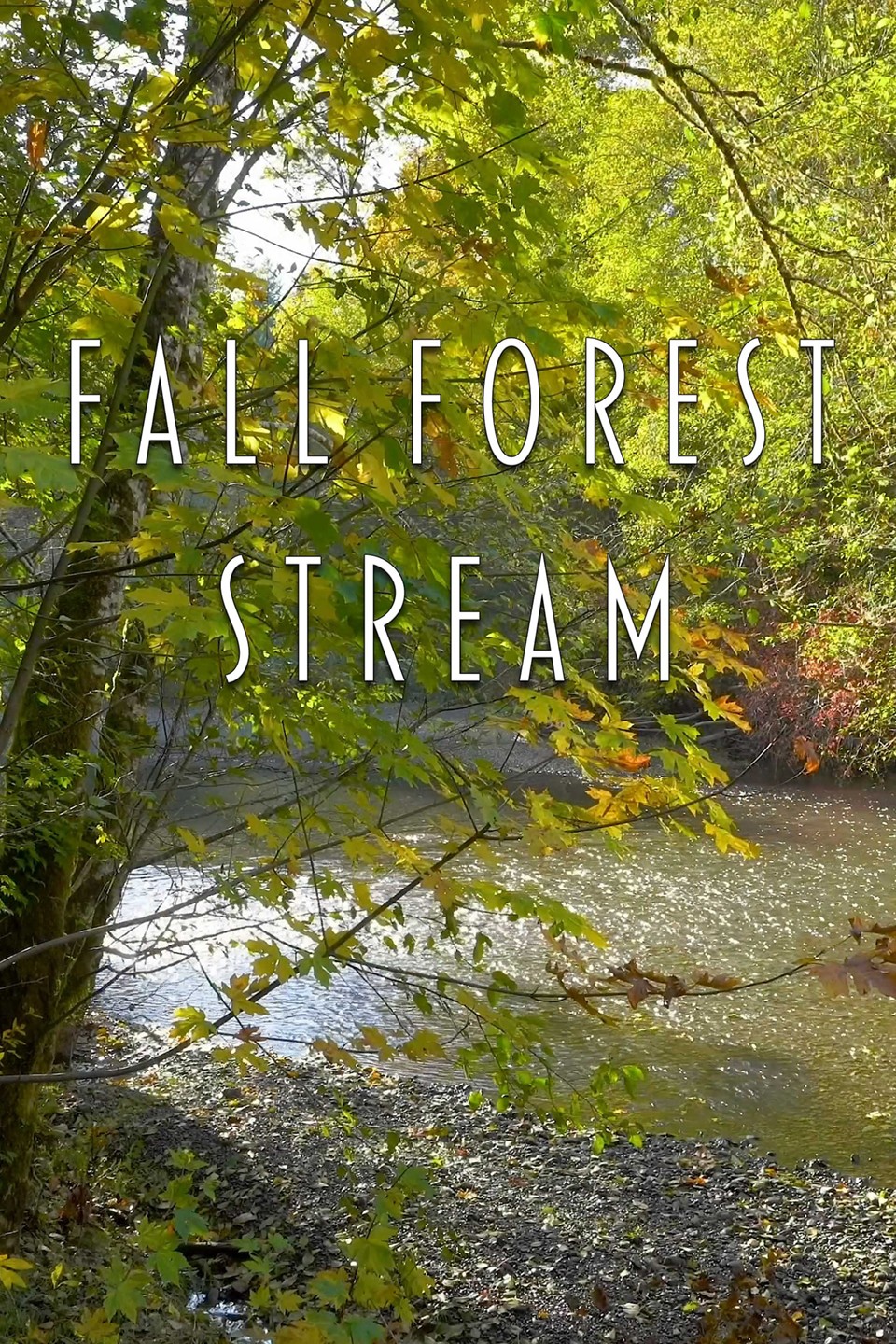Fall Forest Stream Pictures | Rotten Tomatoes