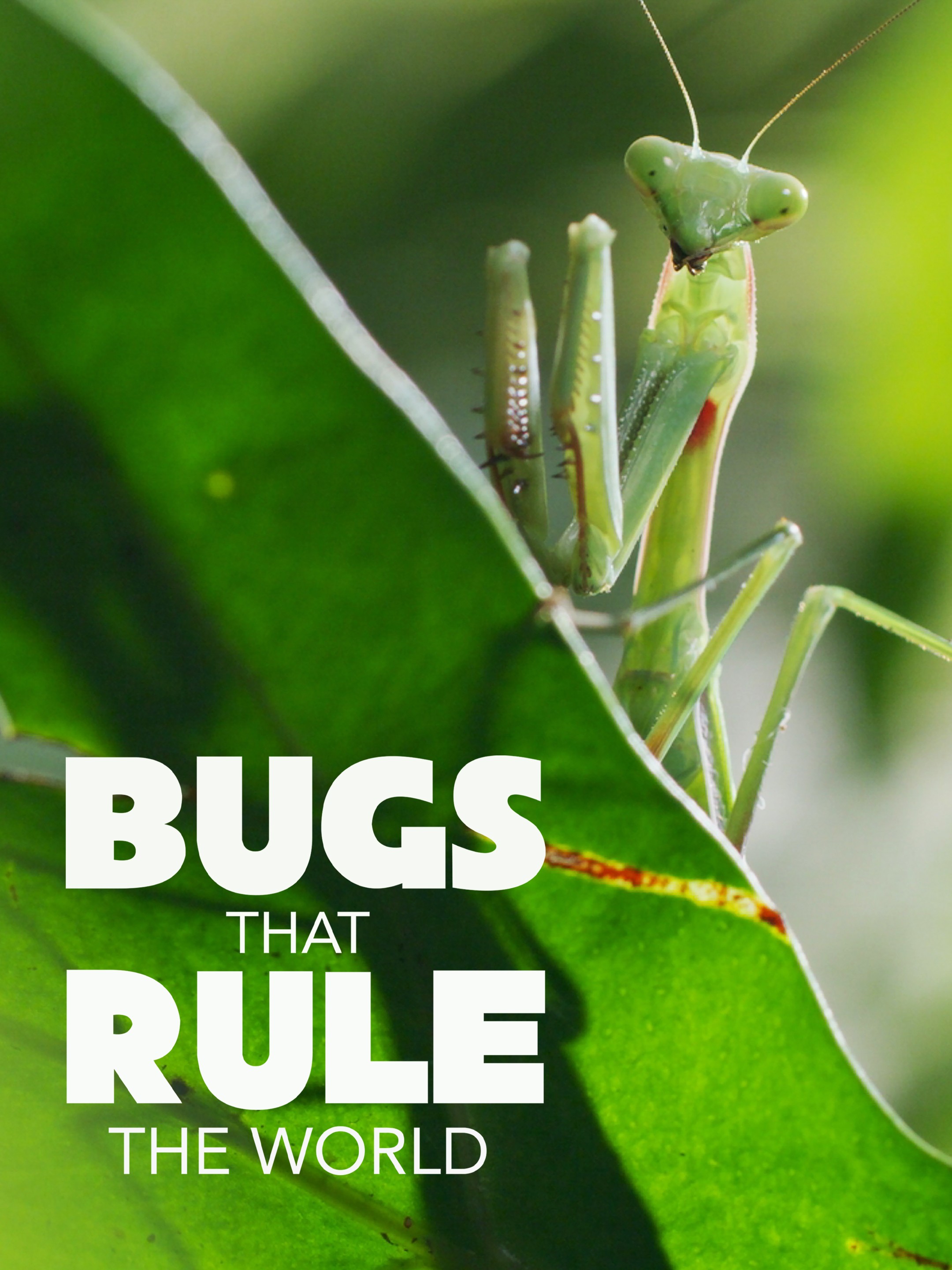 Bugs That Rule the World Pictures | Rotten Tomatoes