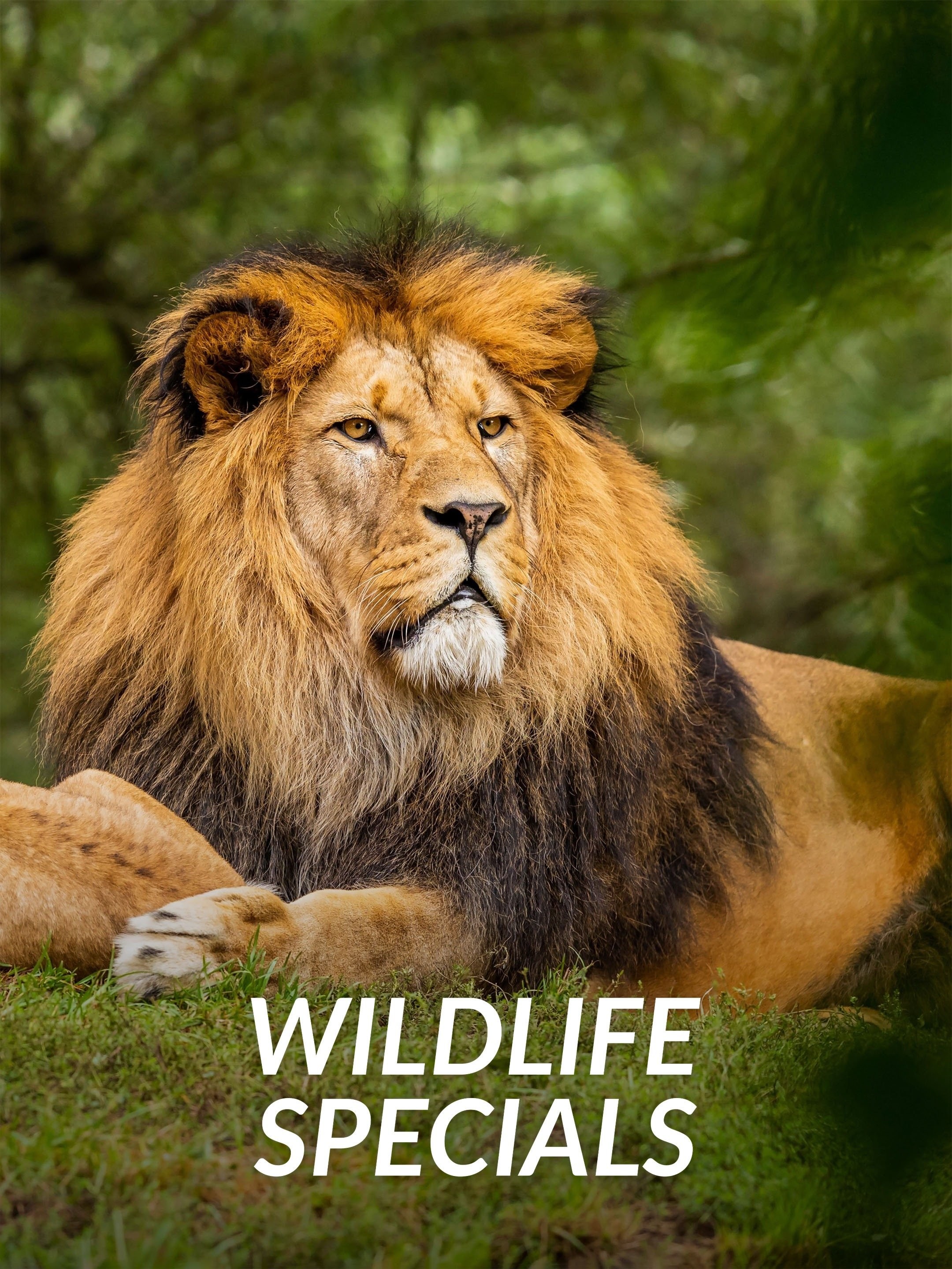 Wildlife Specials | Rotten Tomatoes