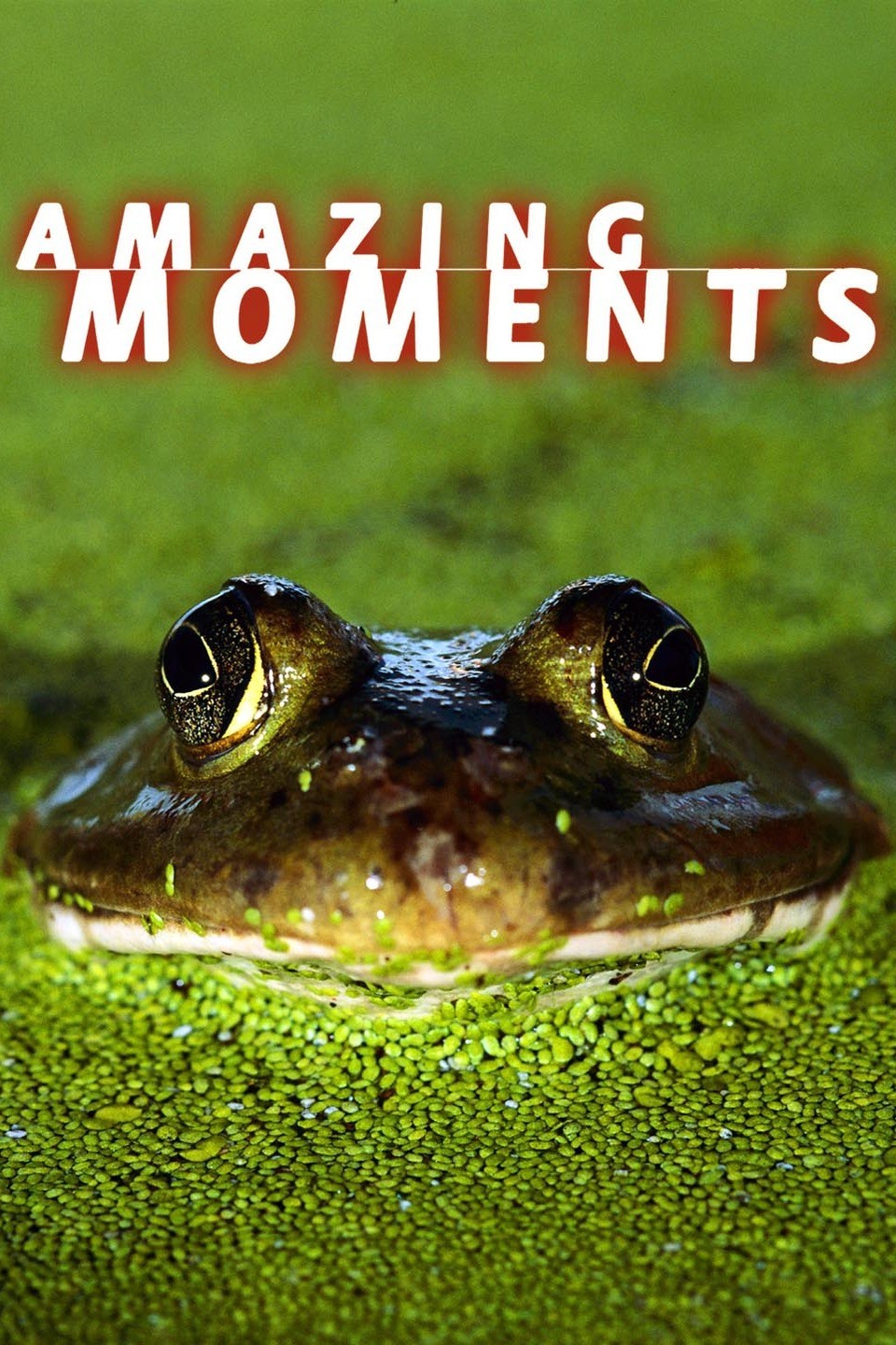 Amazing Moments | Rotten Tomatoes