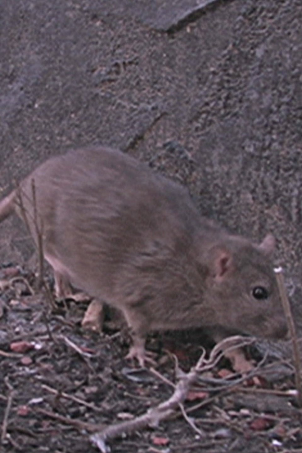 Super Rats Pictures | Rotten Tomatoes