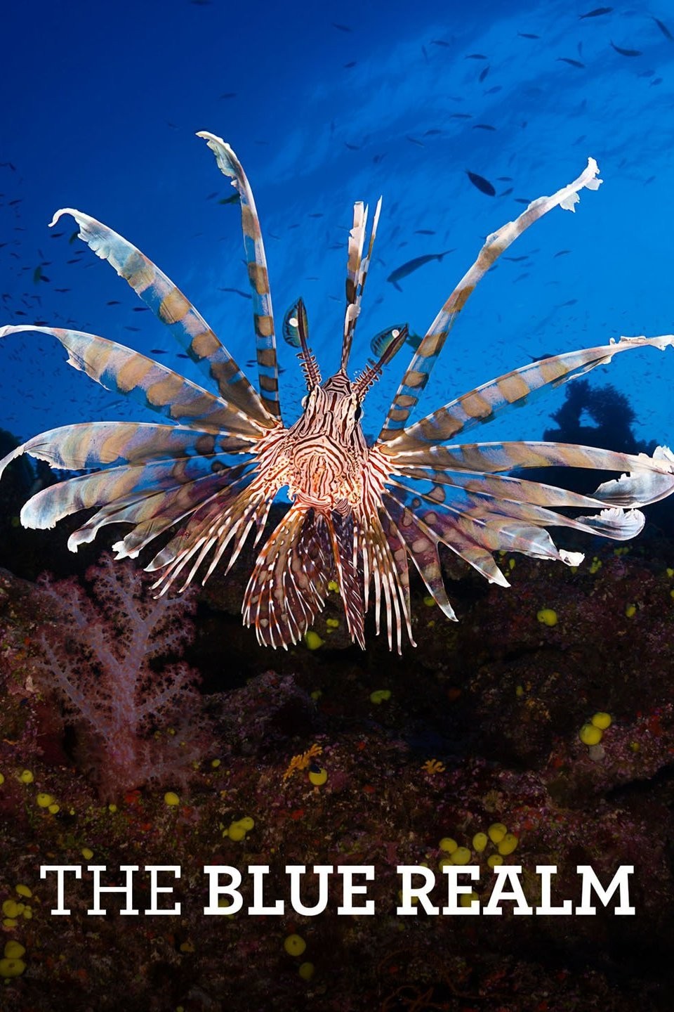 Blue Realm - Rotten Tomatoes