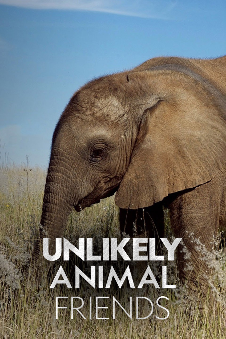 Unlikely Animal Friends | Rotten Tomatoes