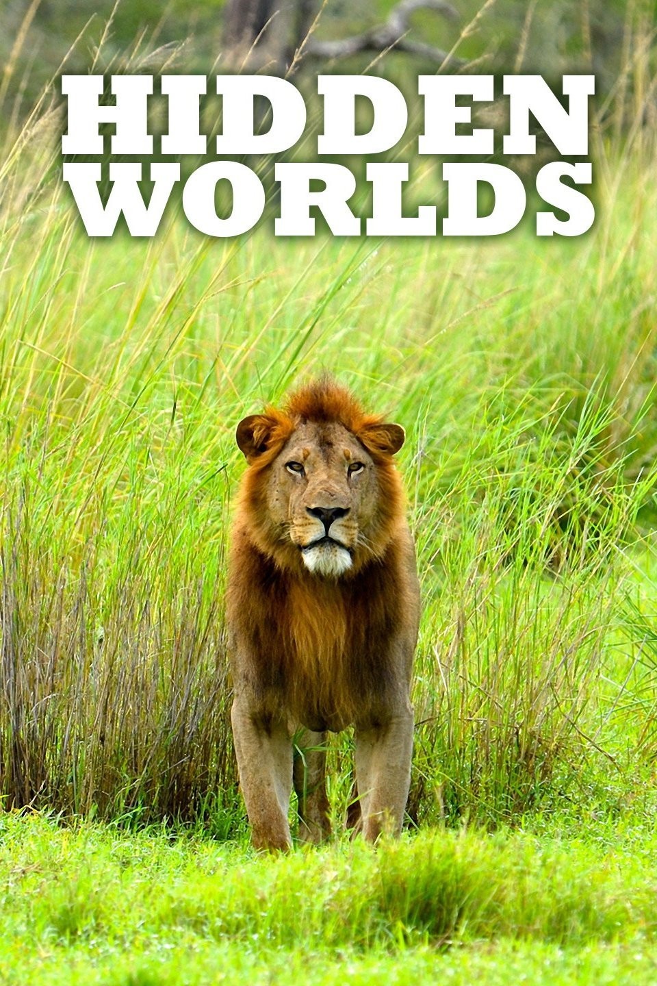 Hidden Worlds Pictures | Rotten Tomatoes