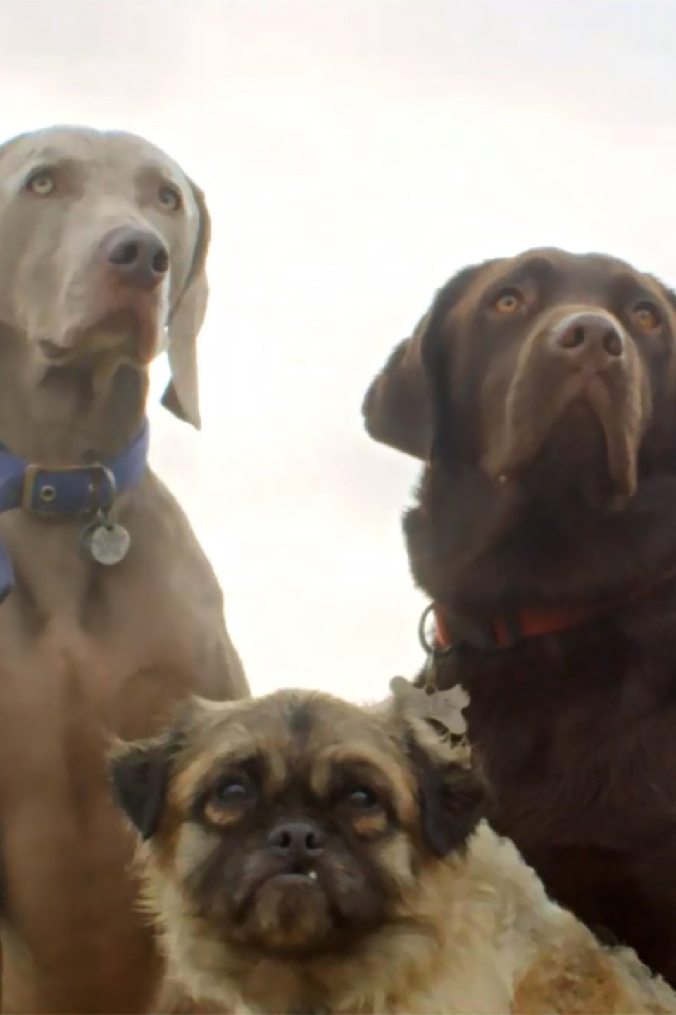 Secret Life of the Dog | Rotten Tomatoes