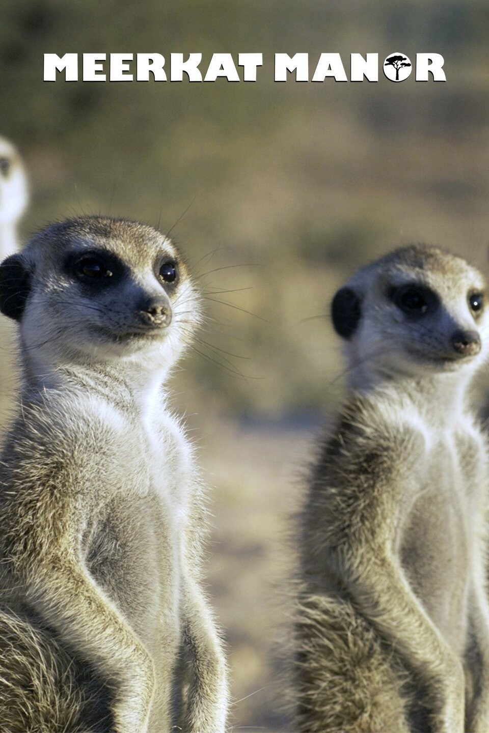 Meerkat Manor Season 2 | Rotten Tomatoes