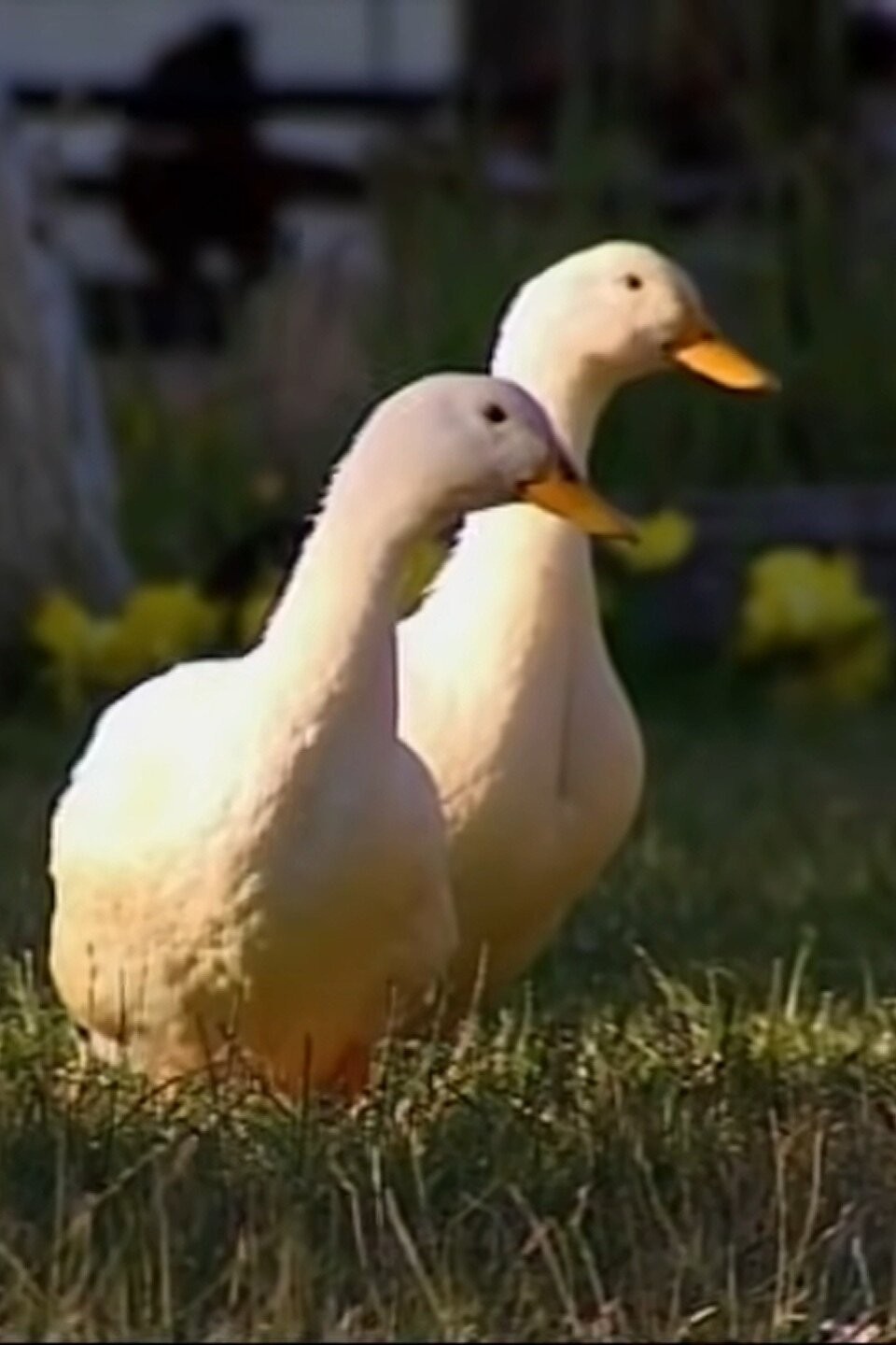 Oink Factor Pictures | Rotten Tomatoes