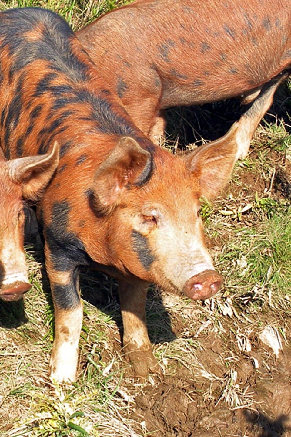 Kitty the Gardening Pig Pictures | Rotten Tomatoes