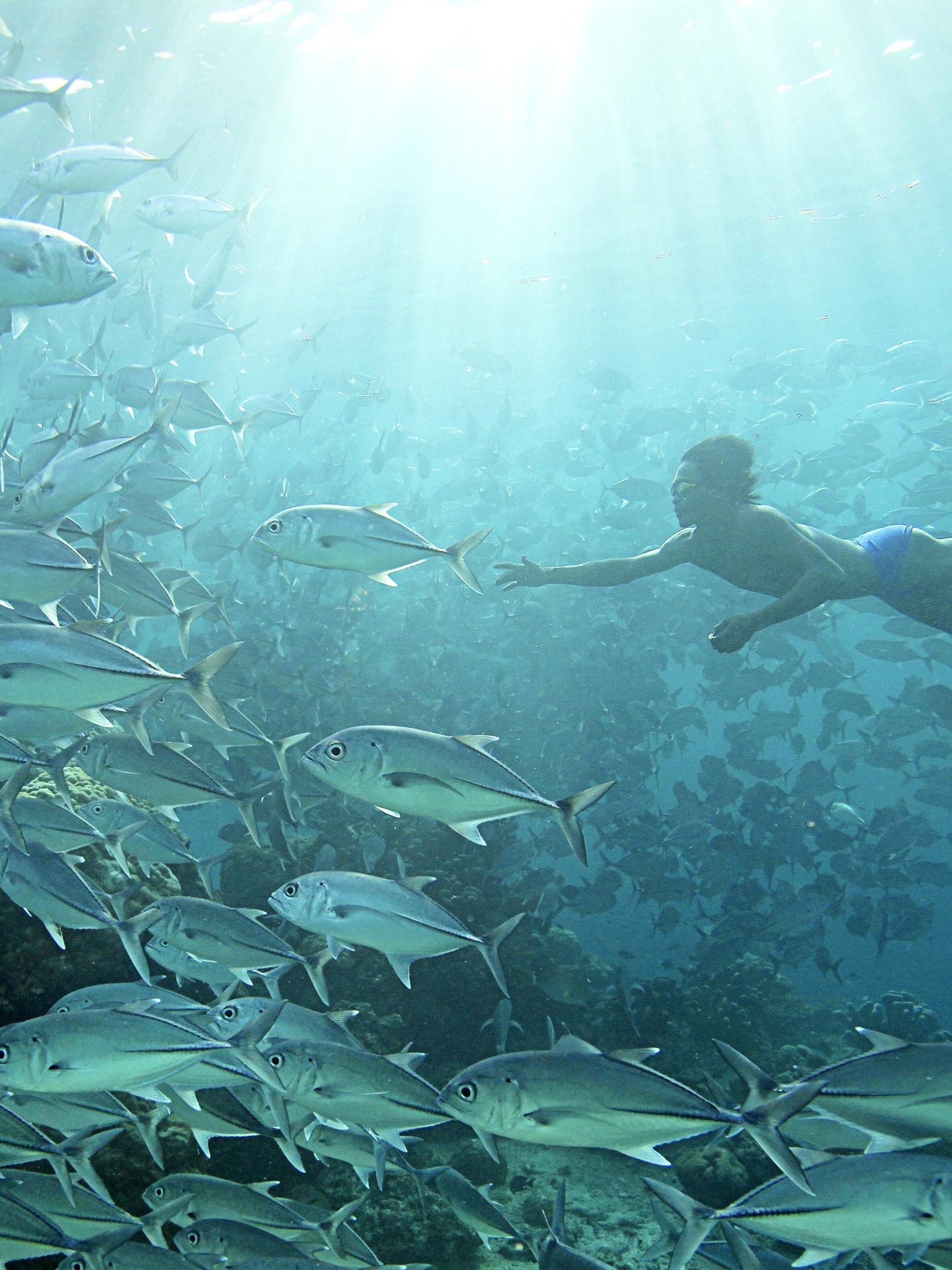 Oceans: Into the Blue Pictures | Rotten Tomatoes