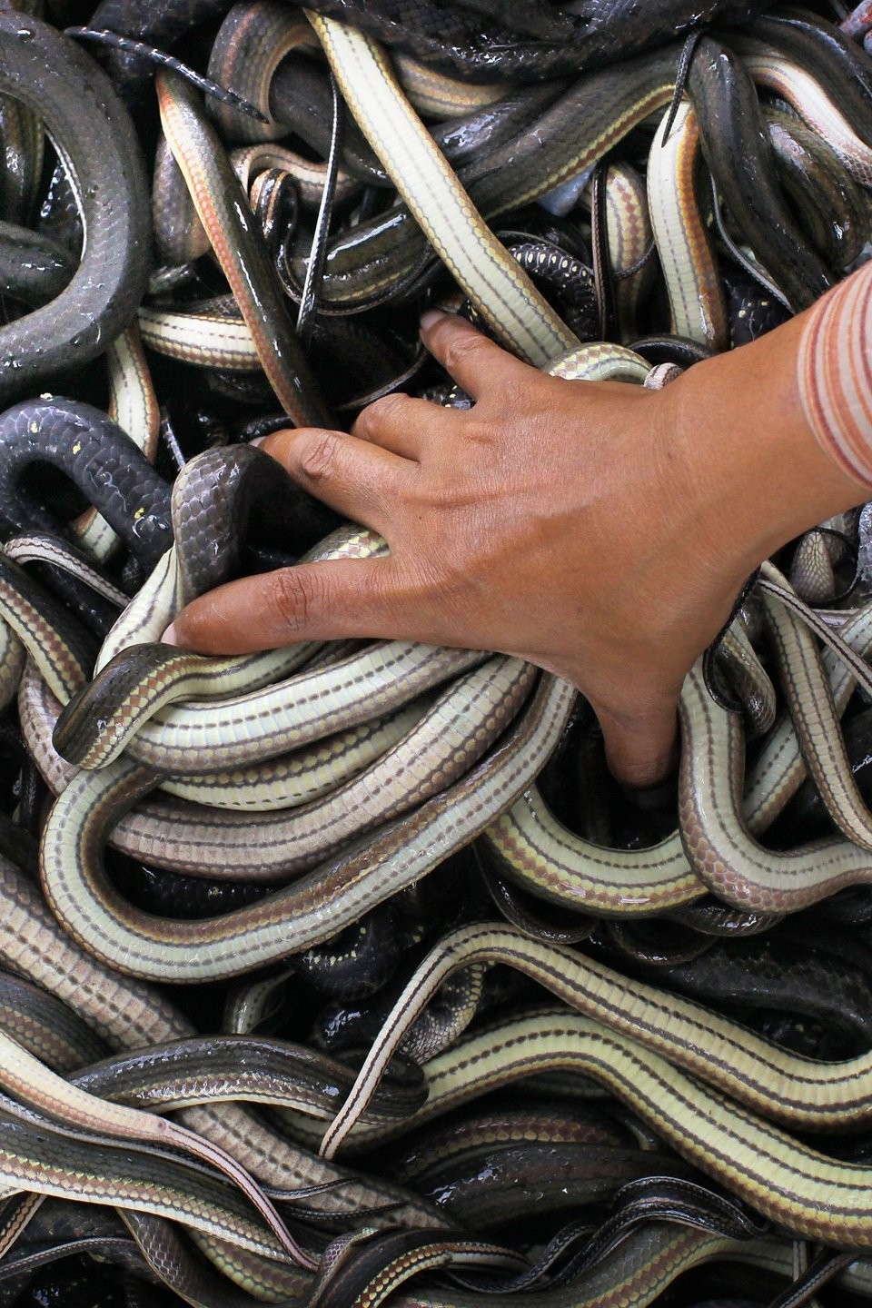 Grasslands: Roots of Power Pictures - Rotten Tomatoes