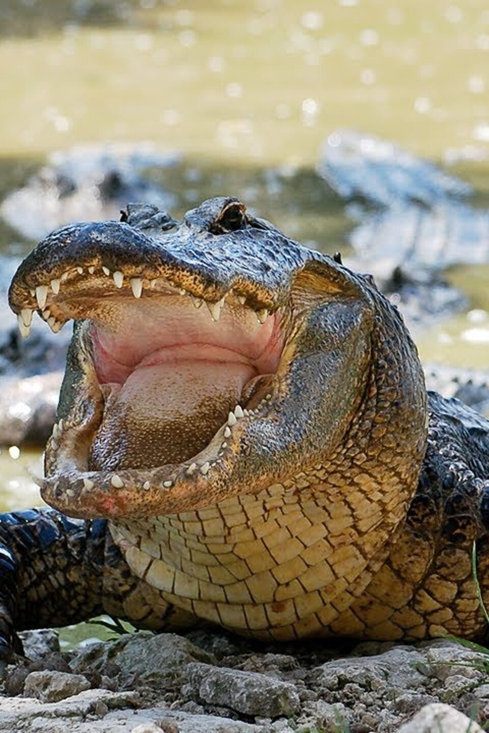 Croczilla Pictures - Rotten Tomatoes