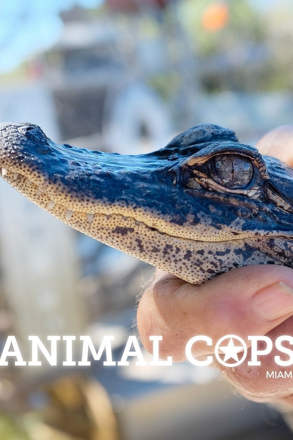 Animal Cops: Miami Season 16 | Rotten Tomatoes
