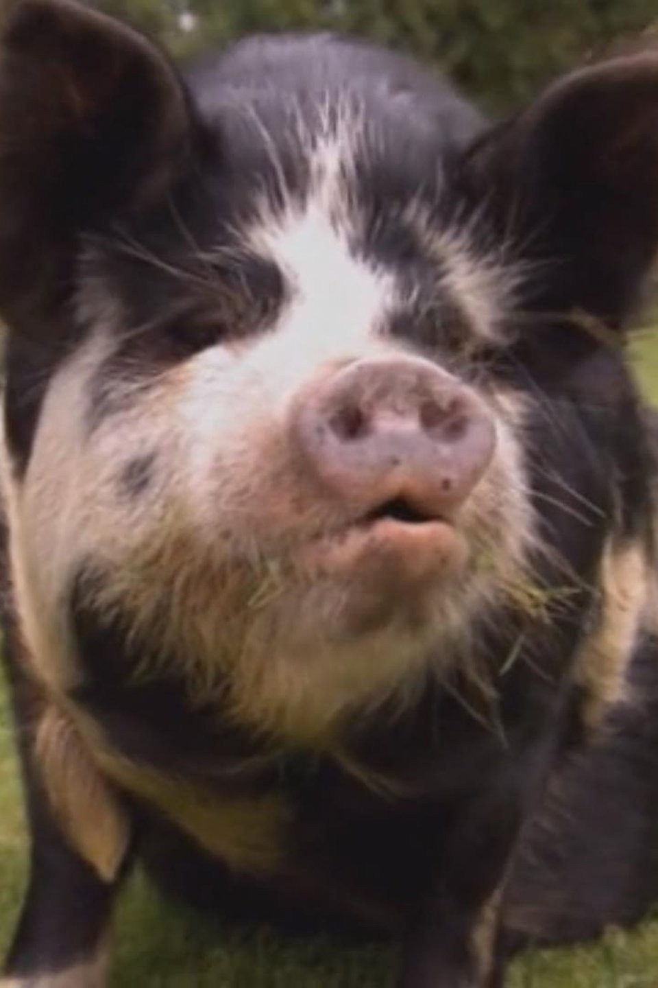 Sue Pig Coach Pictures - Rotten Tomatoes