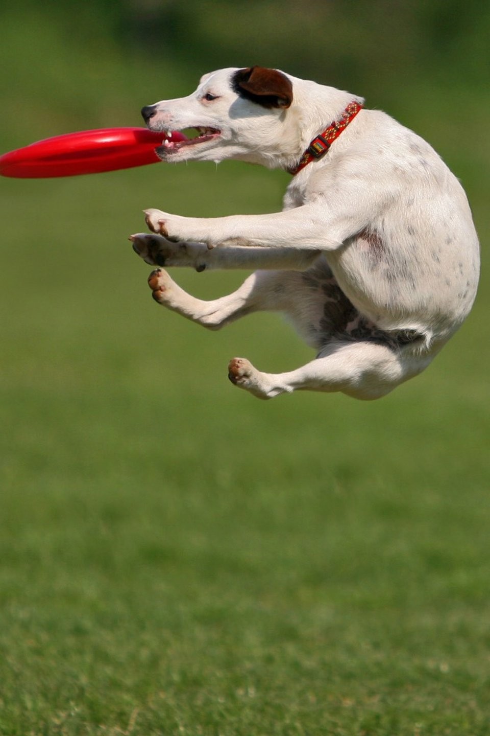 Disc Dogs Pictures | Rotten Tomatoes