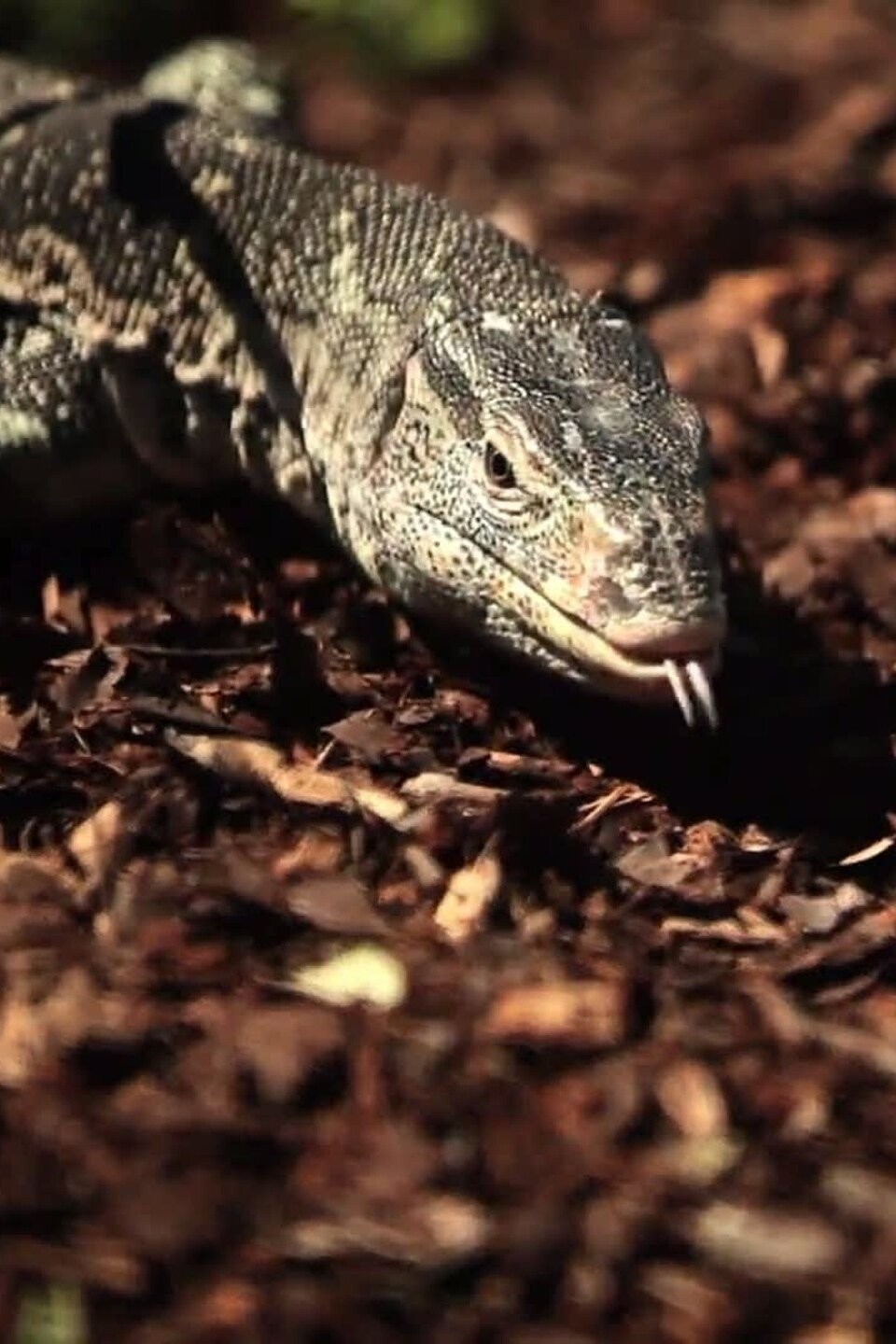 Flesh-Eating Lizards Pictures | Rotten Tomatoes