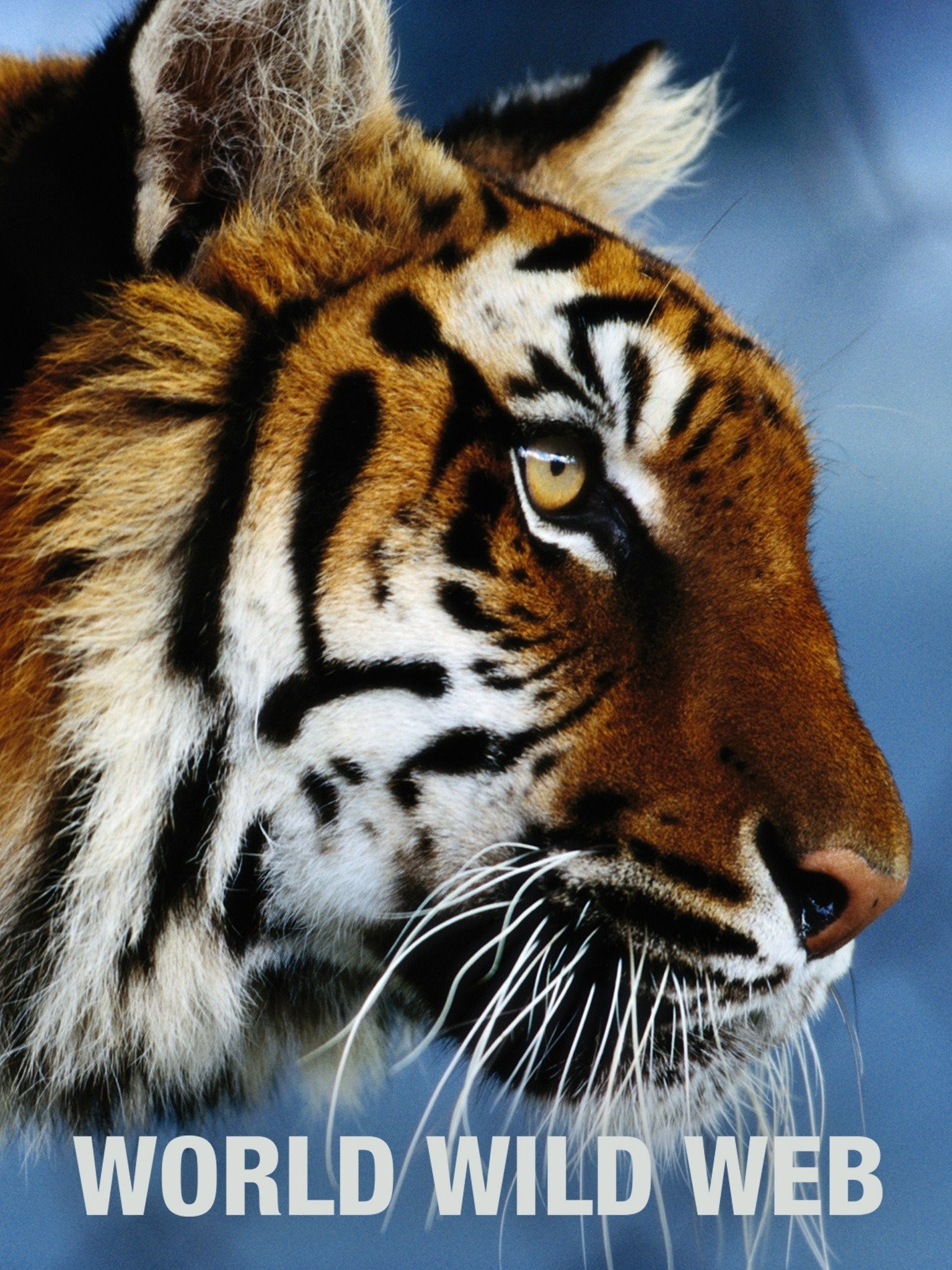 World Wild Web Season 1 | Rotten Tomatoes