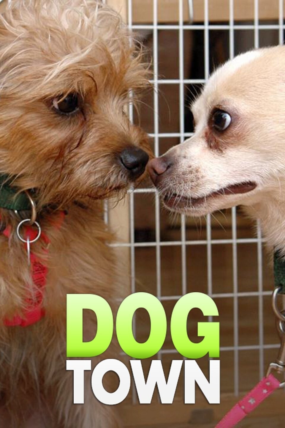 DogTown Season 4 | Rotten Tomatoes