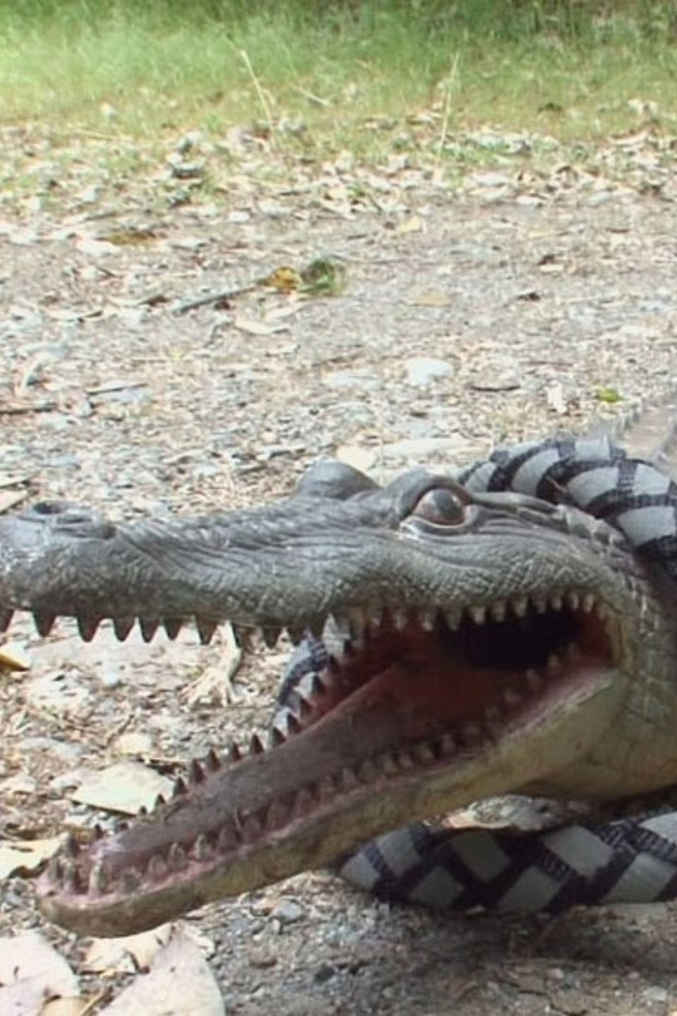 Gator Invader Pictures | Rotten Tomatoes