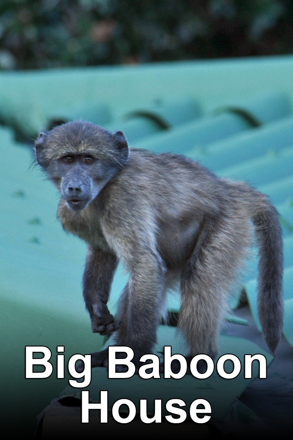 Big Baboon House | Rotten Tomatoes