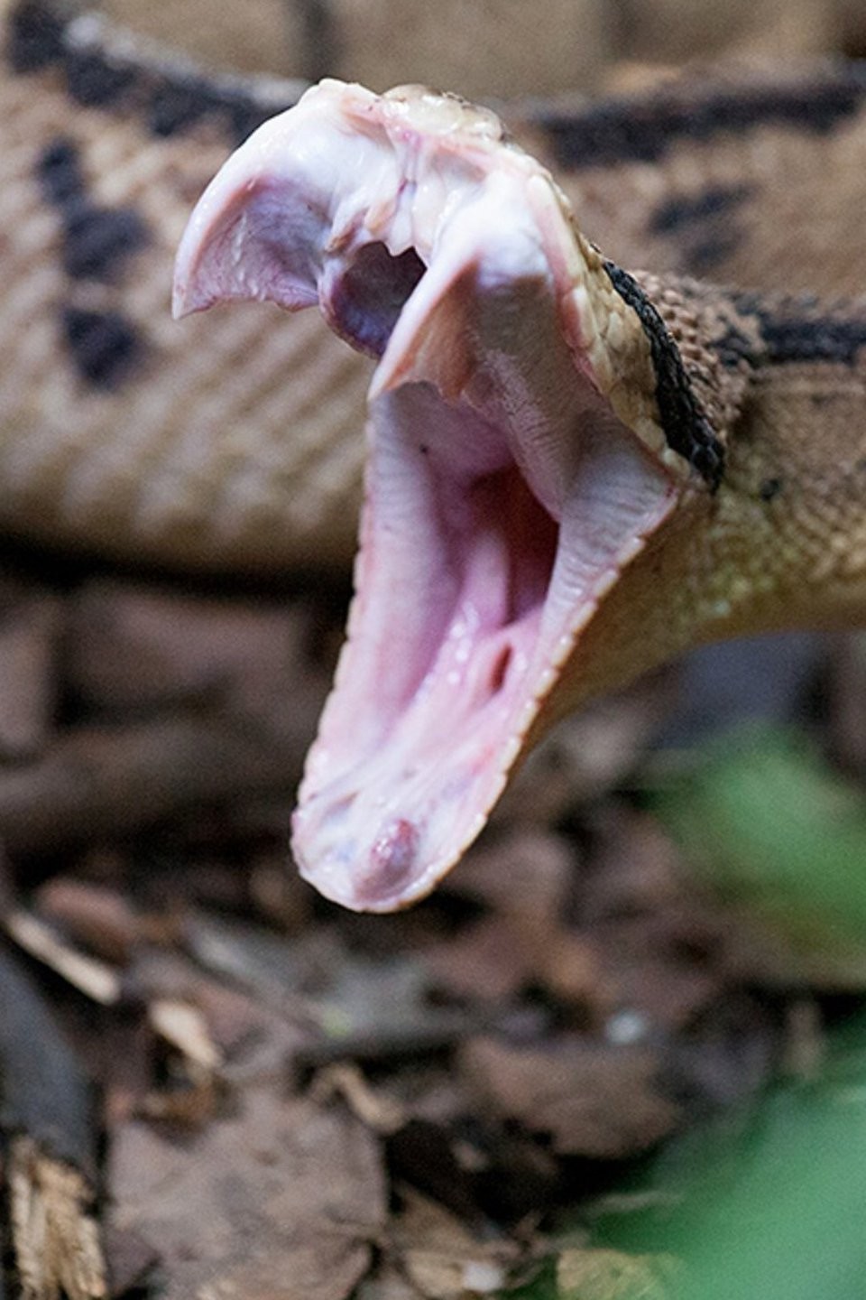 Fangs Pictures | Rotten Tomatoes