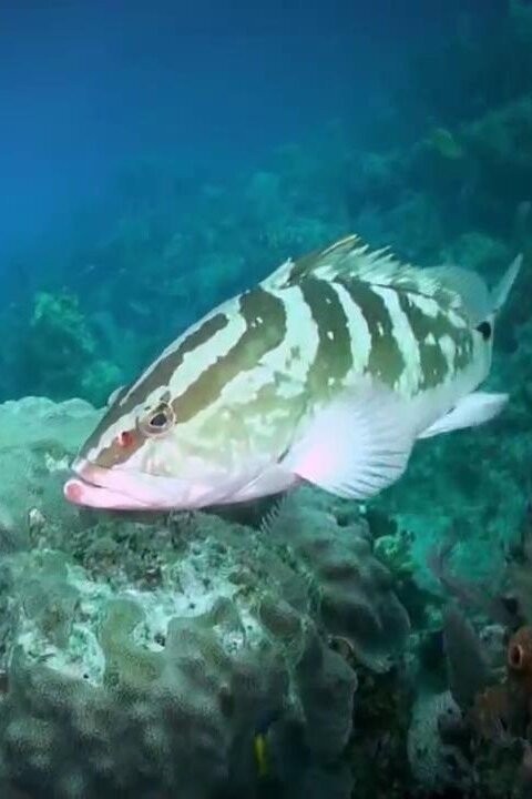 Grouper Moon Pictures | Rotten Tomatoes