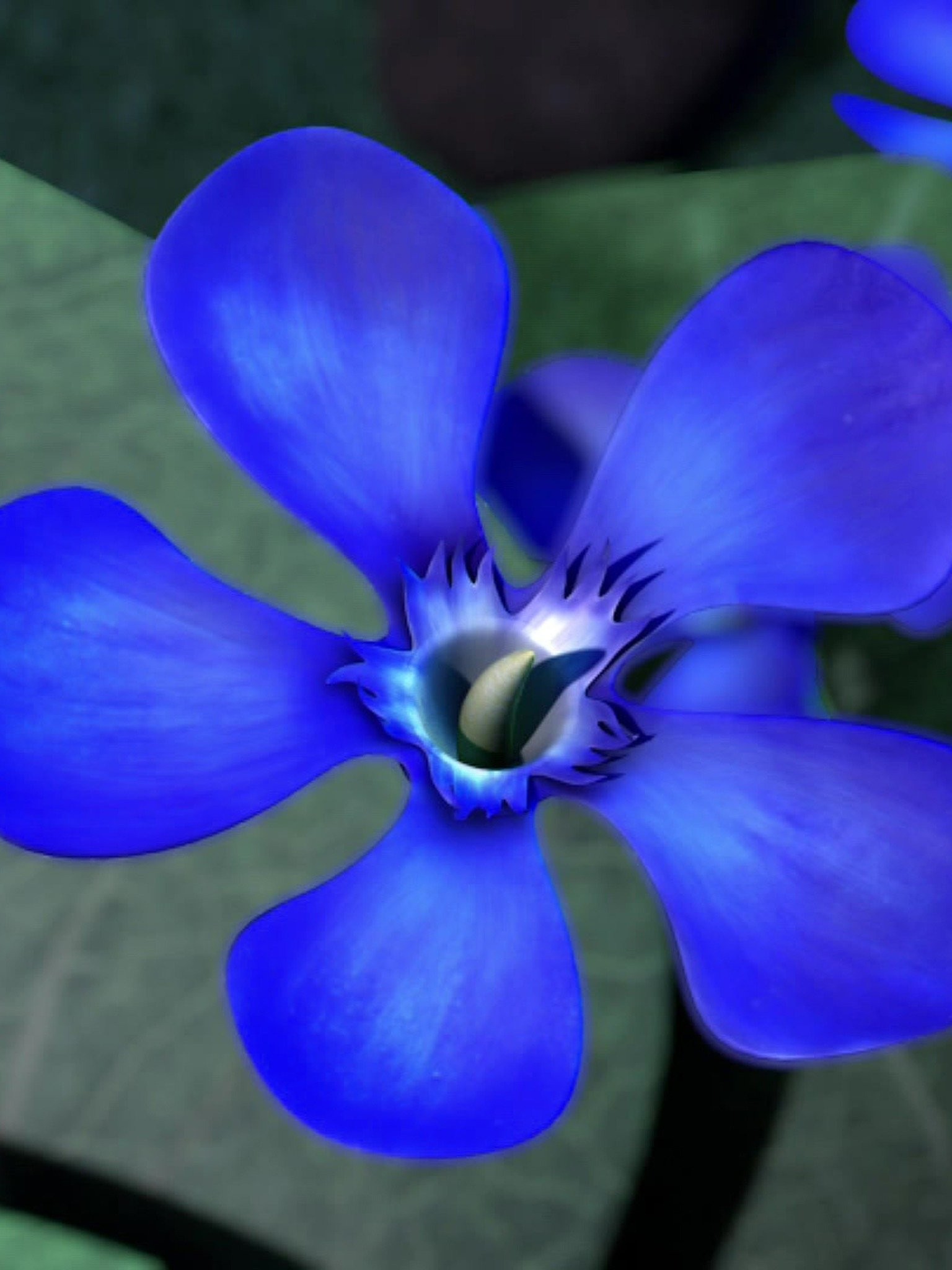 Dragon Flower Pictures | Rotten Tomatoes