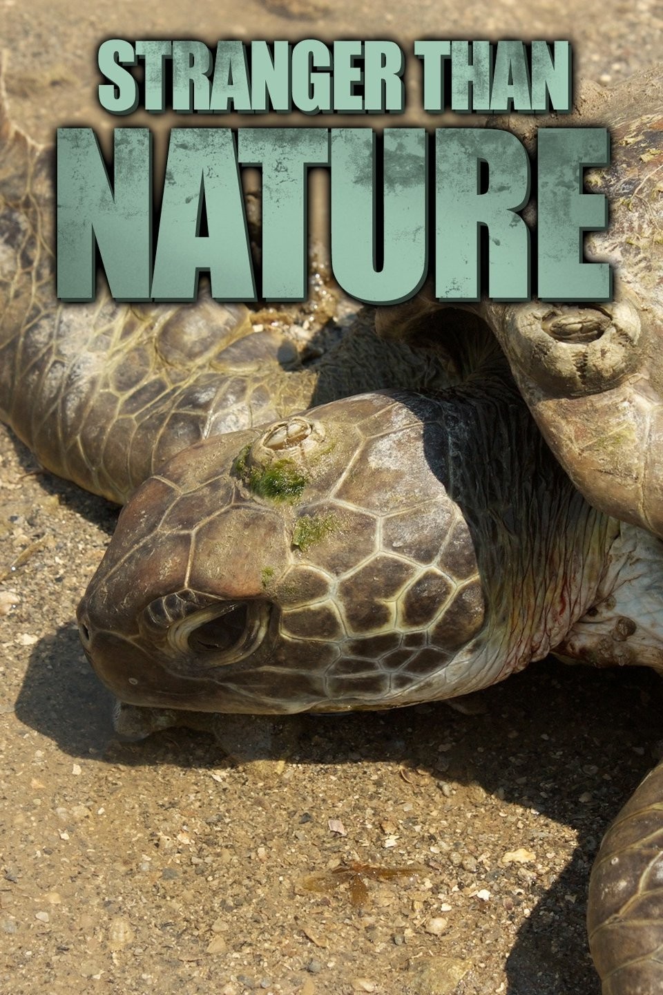 Exploding Toads Pictures | Rotten Tomatoes