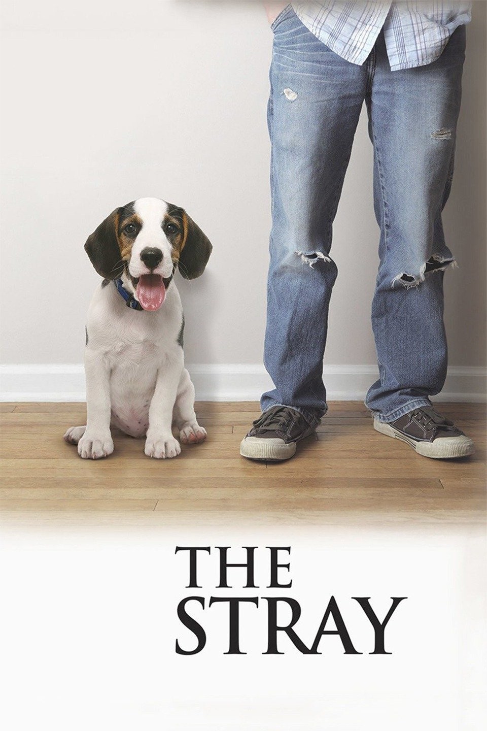 The Stray | Rotten Tomatoes