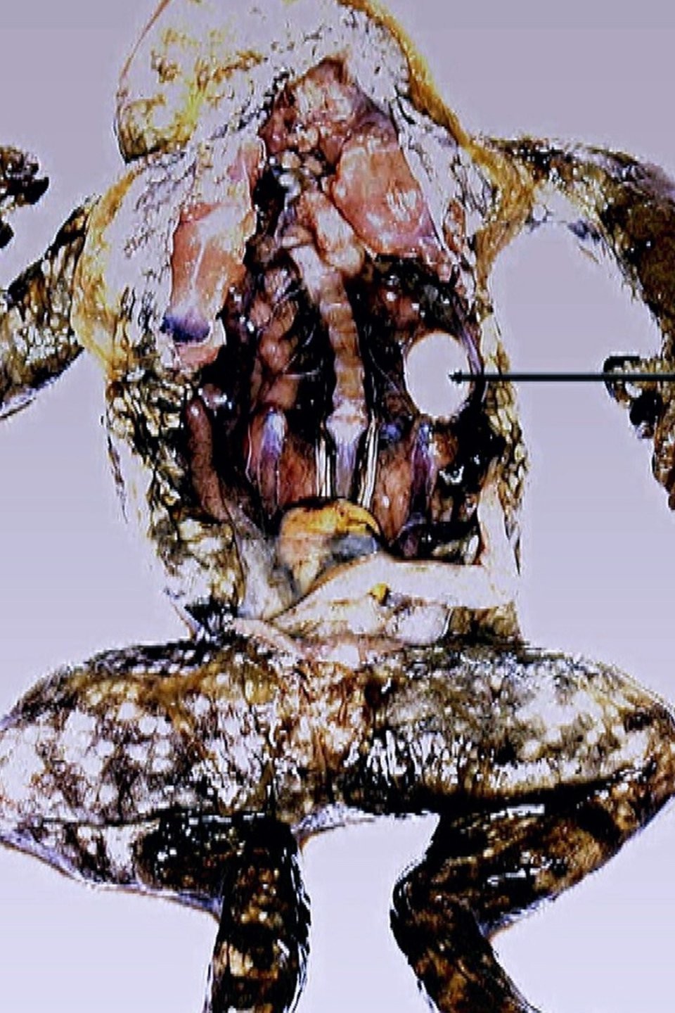 Exploding Toads Pictures | Rotten Tomatoes