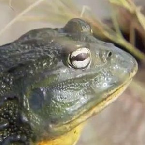 Andy's Wild Adventures: Season 2, Episode 15 - Rotten Tomatoes