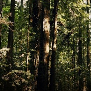 Sasquatch - Rotten Tomatoes