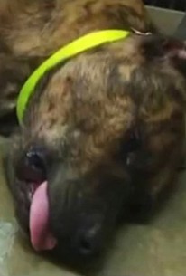 Animal Cops: Detroit: Season 13, Episode 9 | Rotten Tomatoes