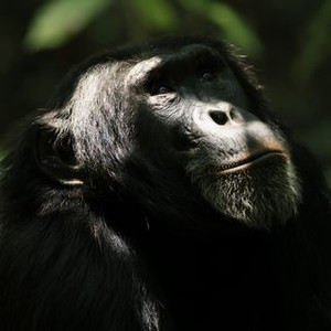 Chimp Empire - Rotten Tomatoes