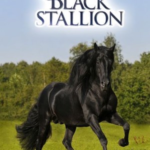 The Adventures of the Black Stallion - Rotten Tomatoes