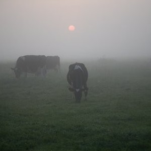 The Moo Man - Rotten Tomatoes