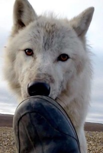 The Arctic Wolfpack: Season 1 | Rotten Tomatoes