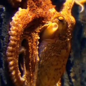 The Life and Time of Paul the Psychic Octopus - Rotten Tomatoes