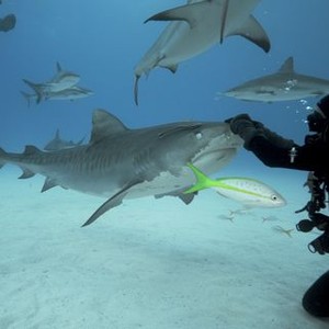 Tales by Light - Rotten Tomatoes