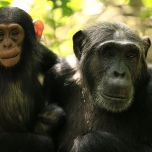 Chimp Empire - Rotten Tomatoes