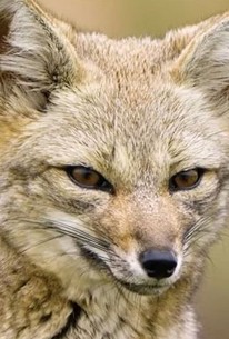 Wild Chile: Season 1, Episode 3 | Rotten Tomatoes