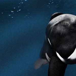 Blackfish - Rotten Tomatoes