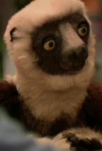 Zoboomafoo: Season 1, Episode 18 - Rotten Tomatoes