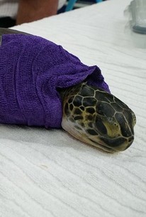 Magic of Disney's Animal Kingdom: Season 2, Episode 3 | Rotten Tomatoes